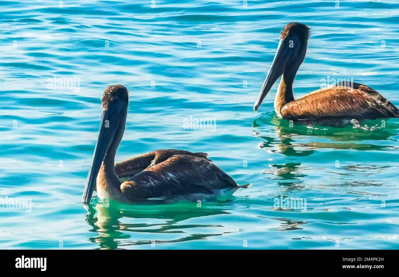 Pelican bird pelicans birds swim in water and drift by waves in ...