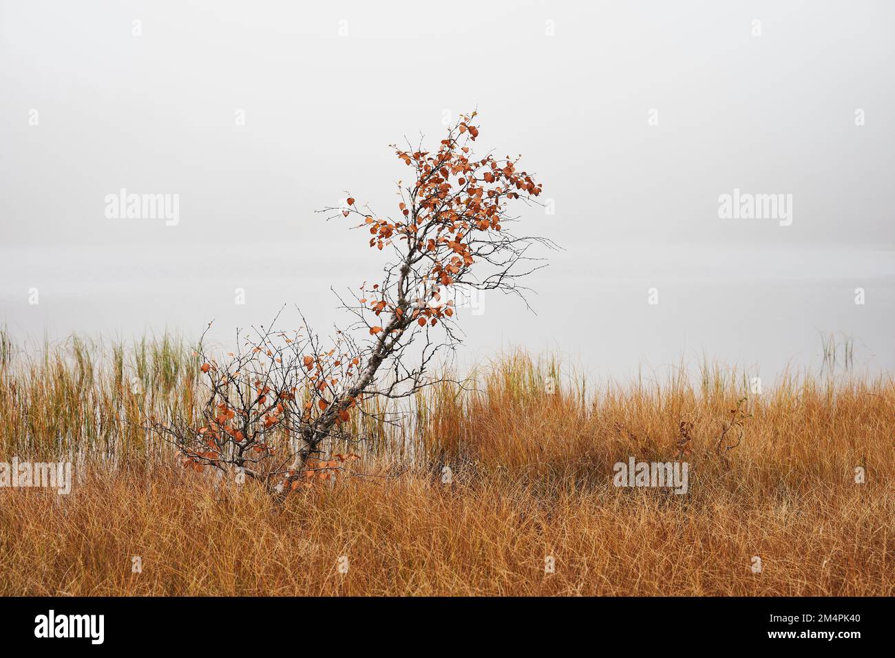 An autumn plants with orange herbs growing by the lake in a heavy mist ...
