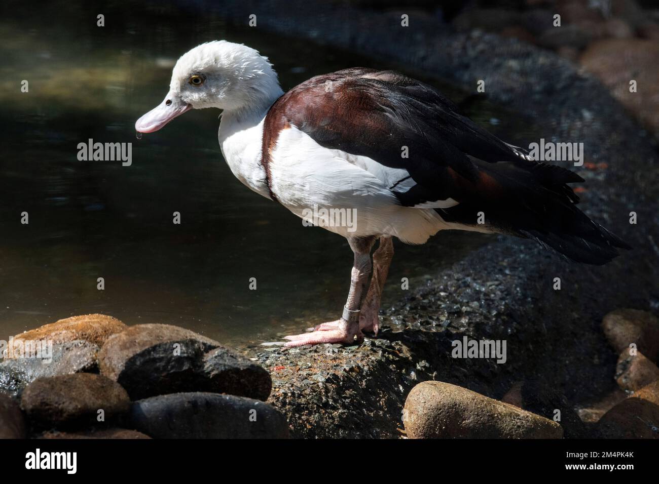 Radjah shelduck (Radjah radjah) at a Wildlife Park in Sydney, NSW ...