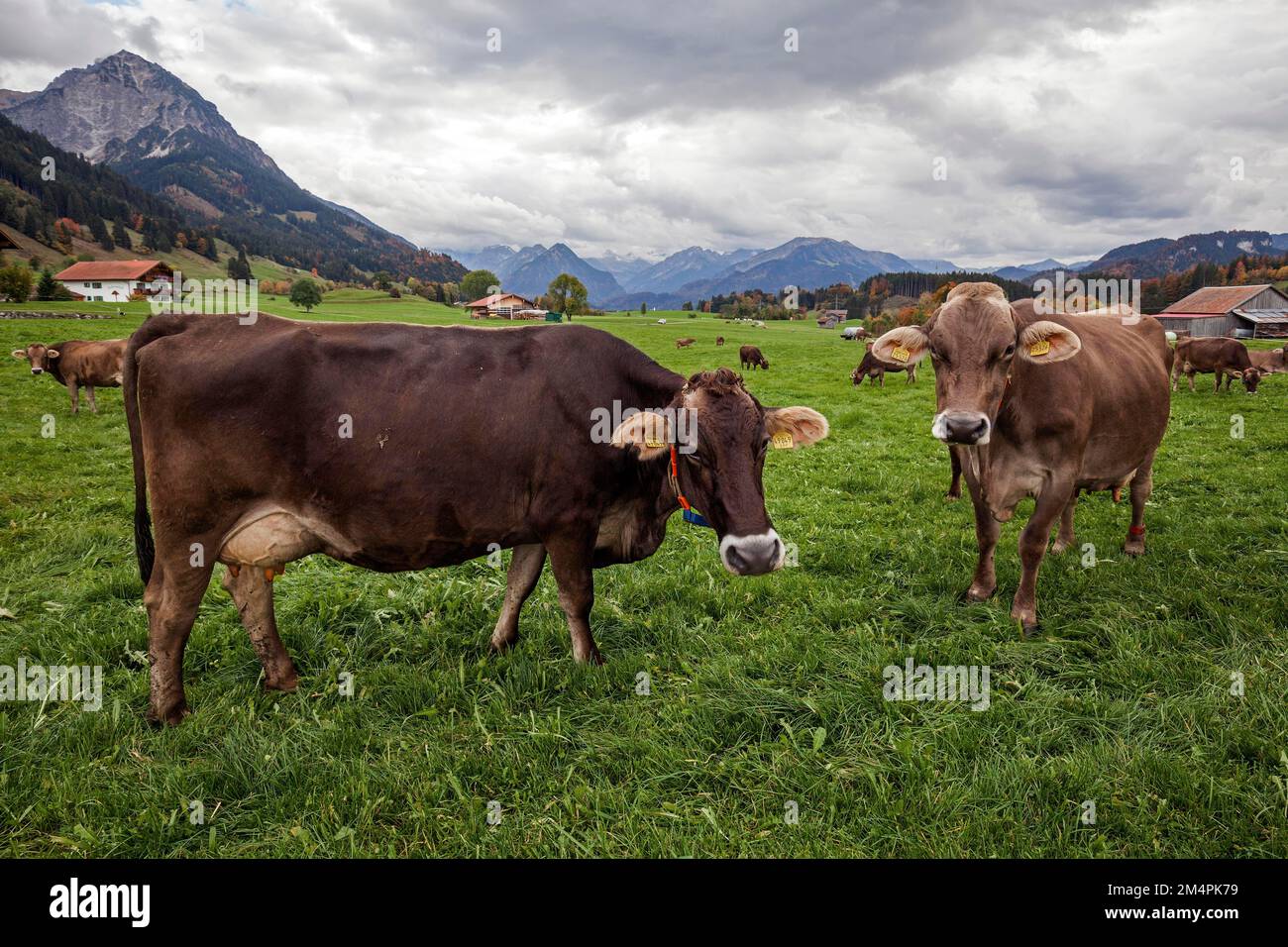 Dairy cows on pasture, Schoellang, near Oberstdorf, Rubikopf in the ...