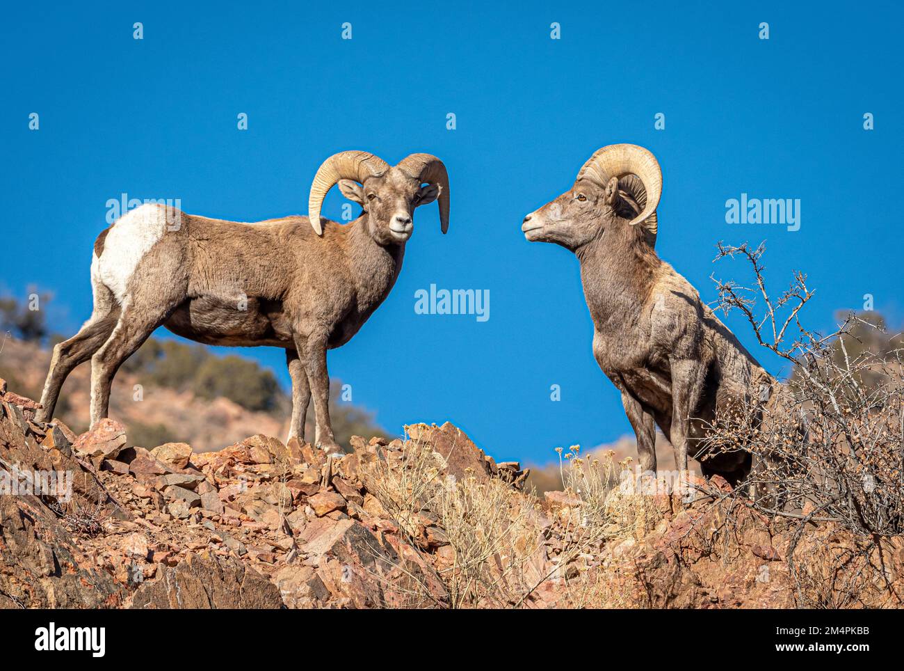 Two Bighorn Rams stand safely and stately on top of a rugged canyon ...