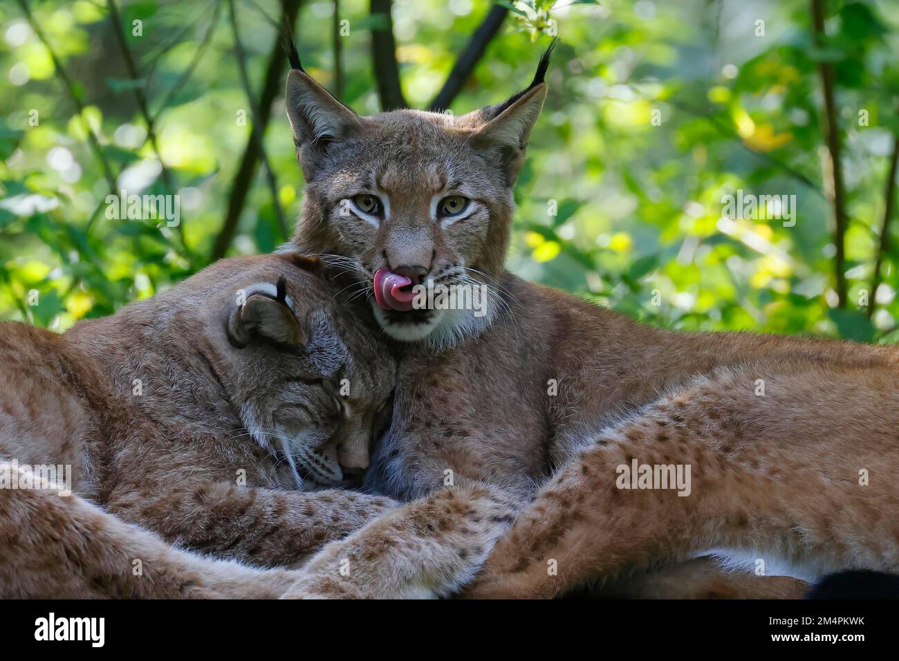 Eurasian lynxes (Lynx lynx), cuddling lynx pair, animal pair, captive, Germany Stock Photo - Alamy