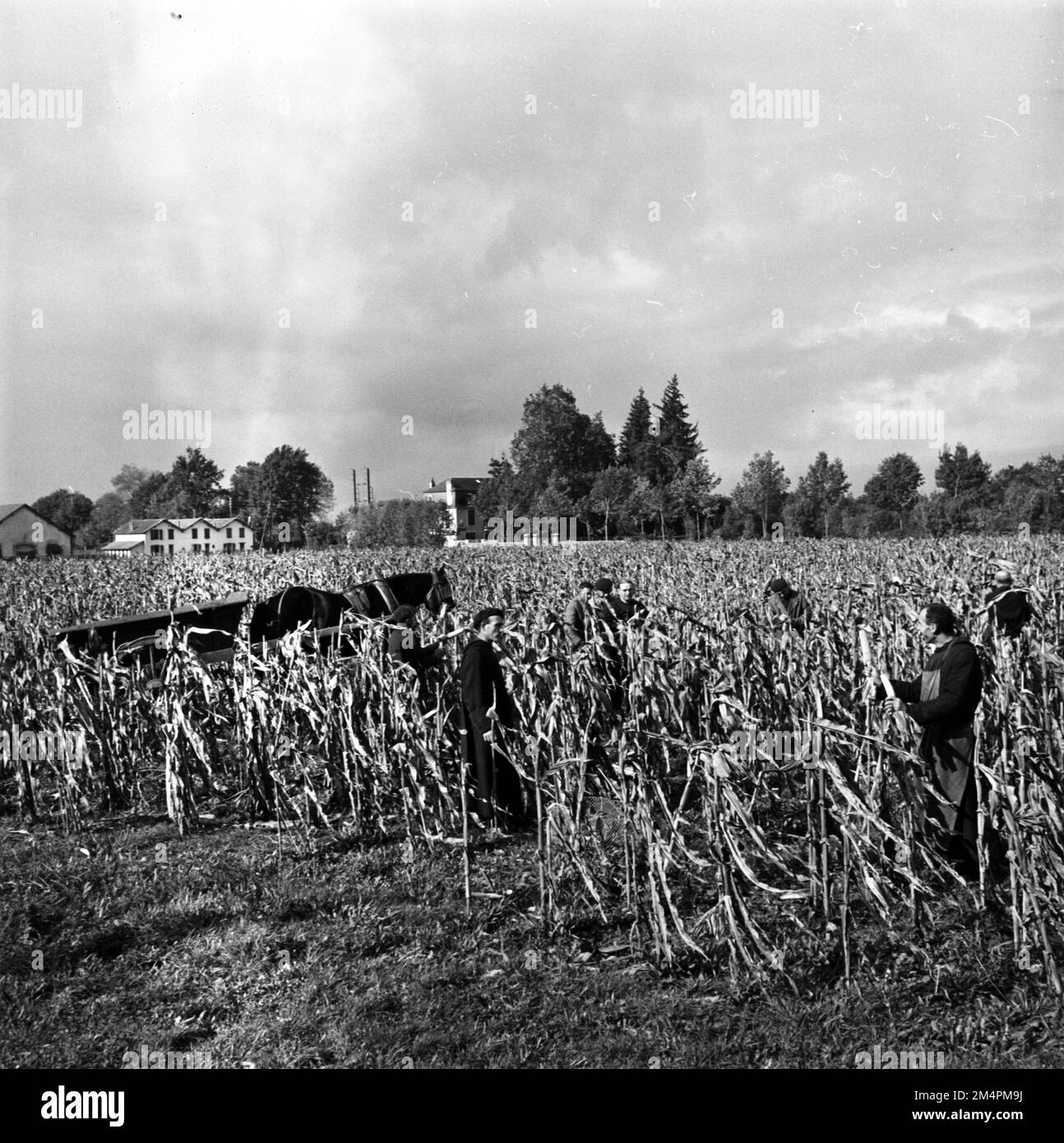 Hybrid Corn - Visit to the Madeleine Farm Near Pau. Photographs of ...