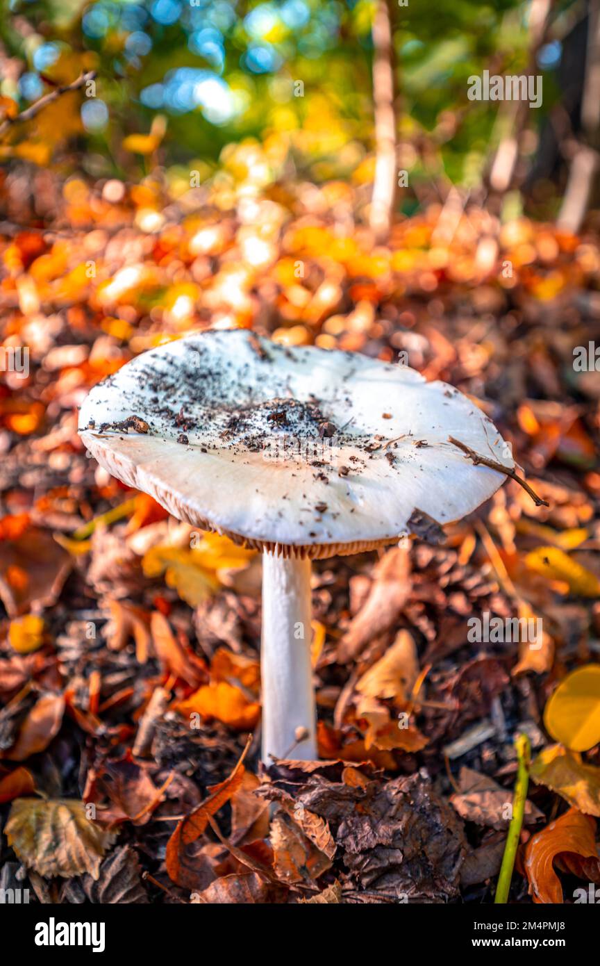 Spring tuber leaf mushroom hi-res stock photography and images - Alamy