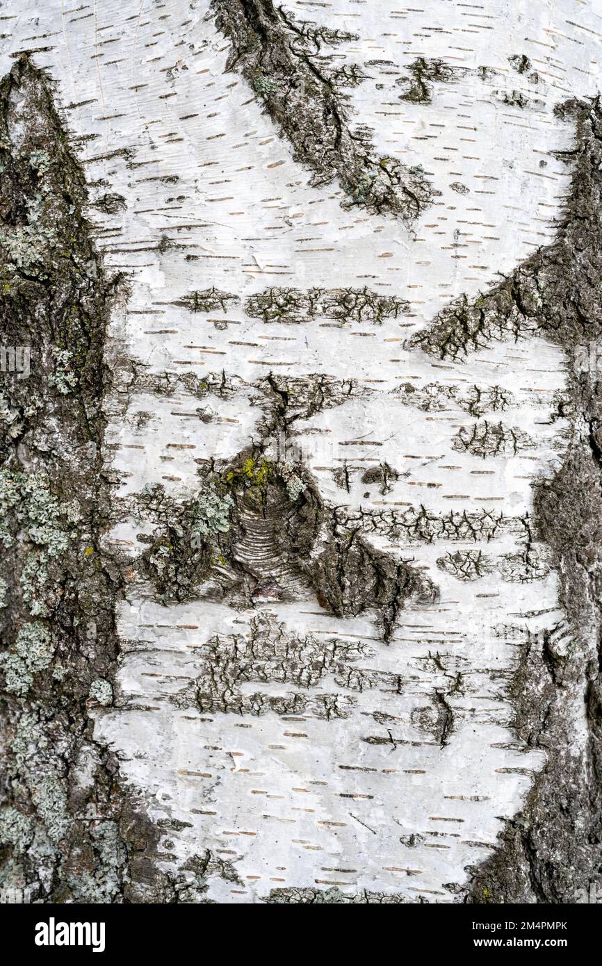 Bark of a birch (Betula), Baden-Wuerttemberg, Germany Stock Photo - Alamy
