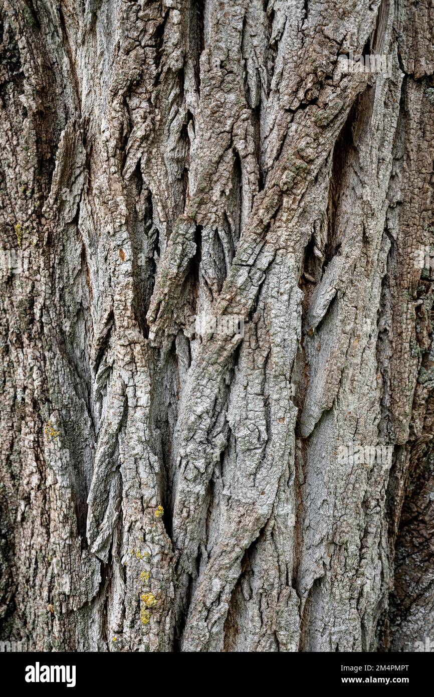 Bark of a poplar (Populus), Baden-Wuerttemberg, Germany Stock Photo - Alamy