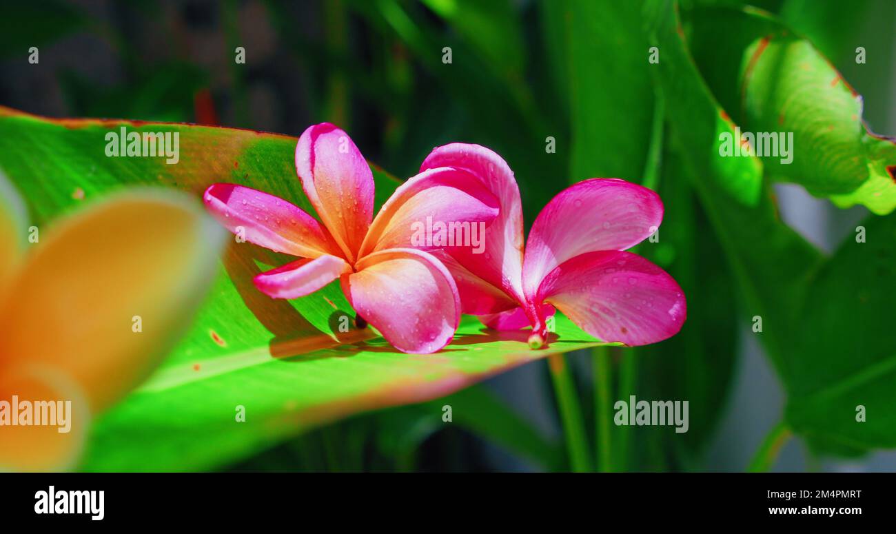 Pink beautiful blooming frangipani flowers in motion. Mental health ...