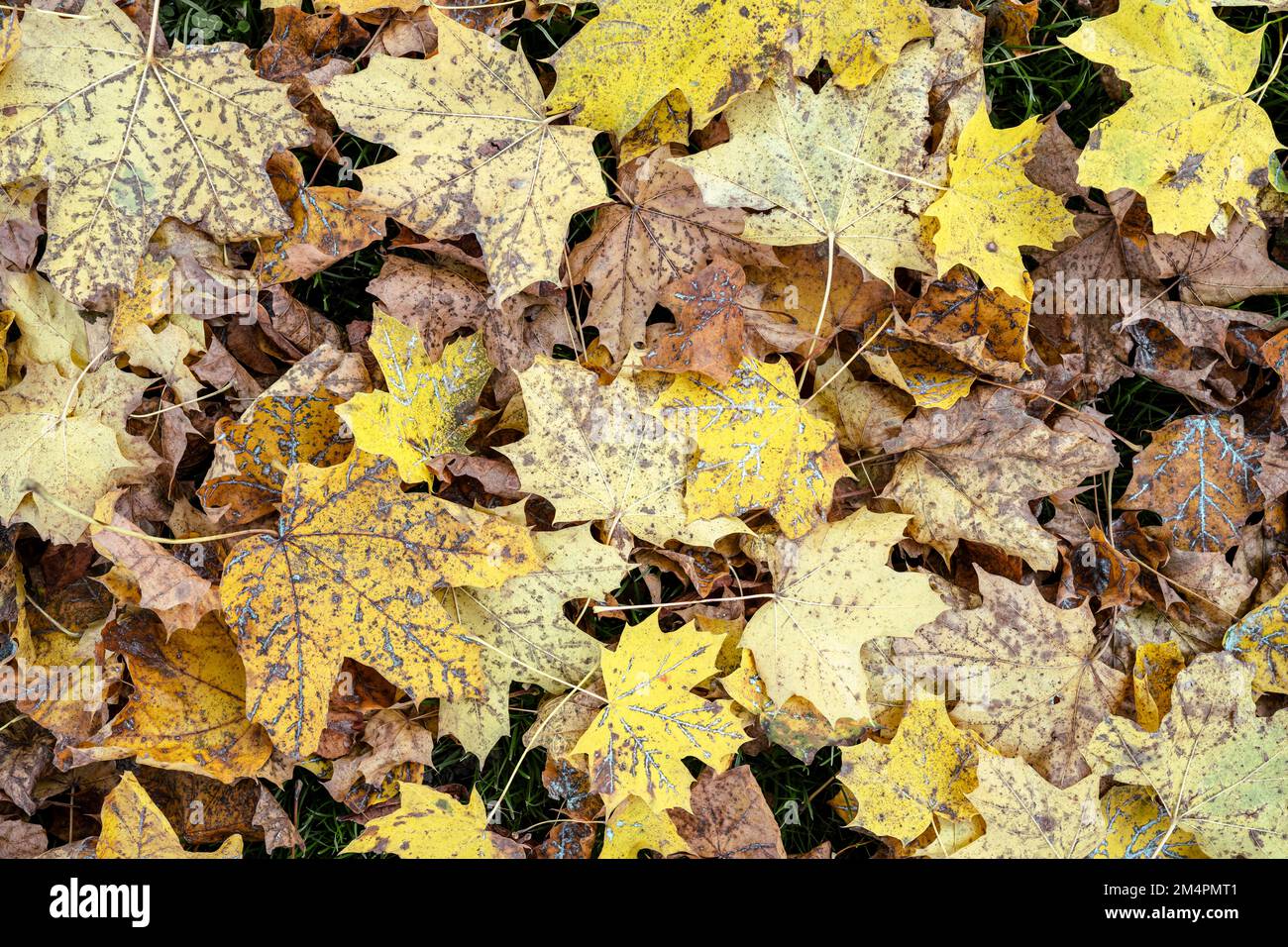 Fallen autumn leaves, full-size, Baden-Wuerttemberg, Germany Stock ...