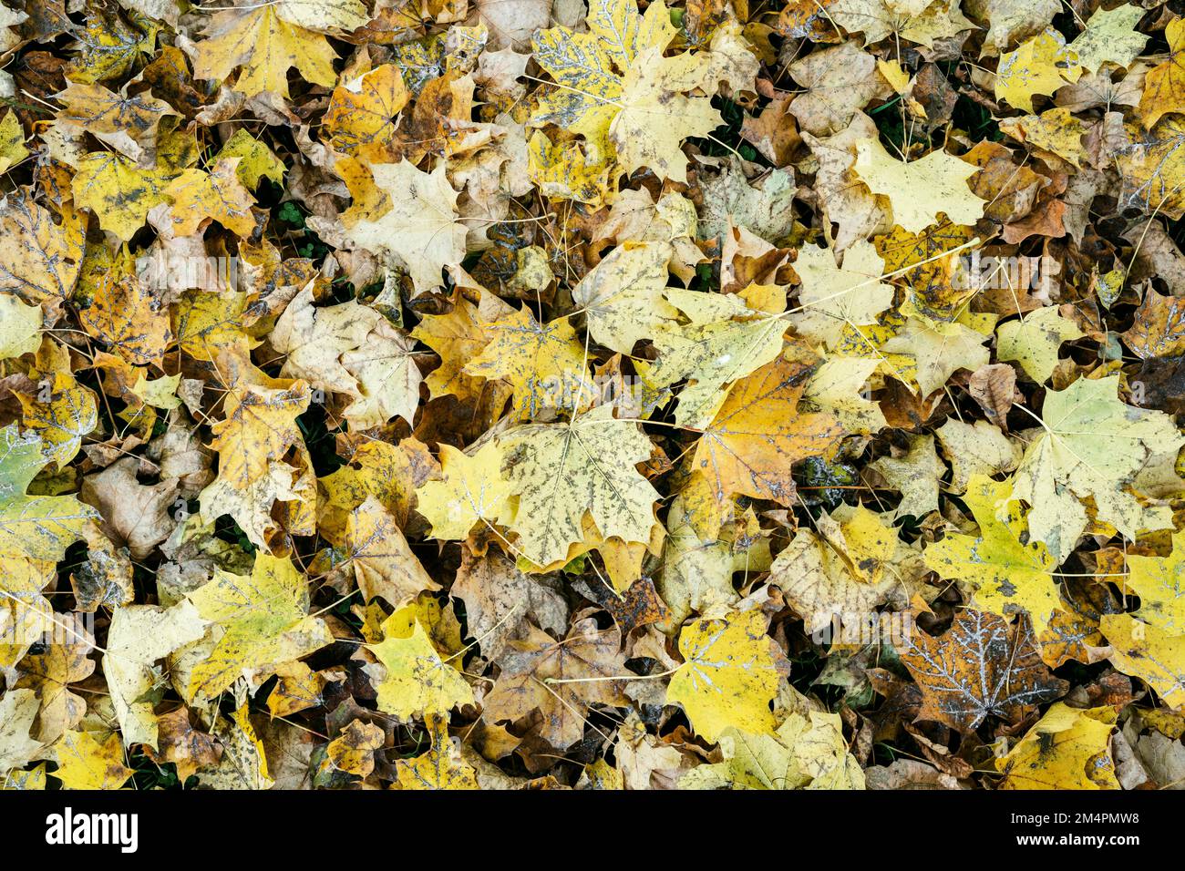 Fallen autumn leaves, full-size, Baden-Wuerttemberg, Germany Stock ...