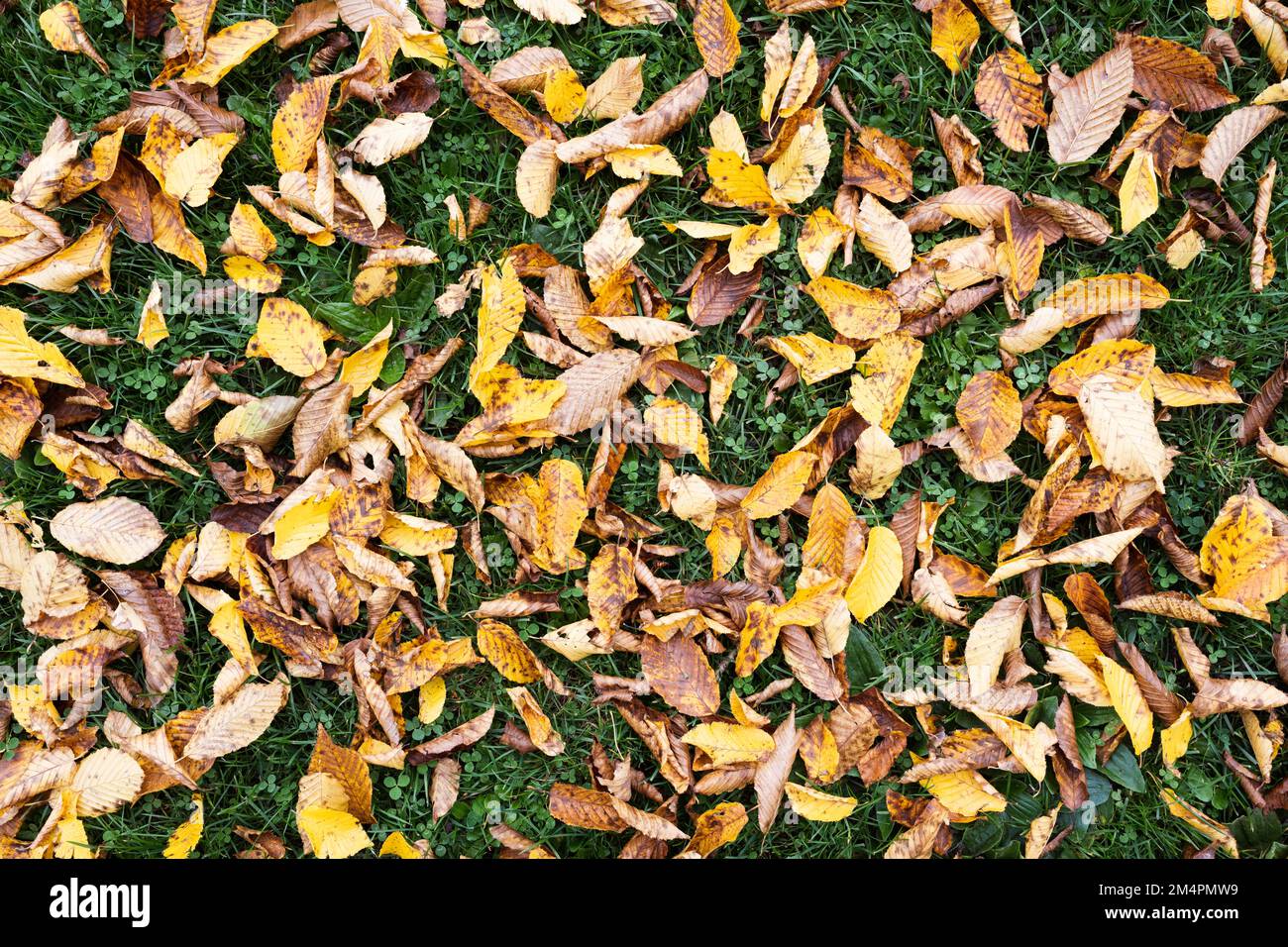 Fallen autumn leaves in a meadow, Baden-Wuerttemberg, Germany Stock ...