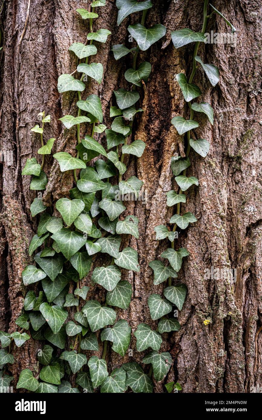 Common ivy (Hedera helix) climbing along a tree bark, Baden ...