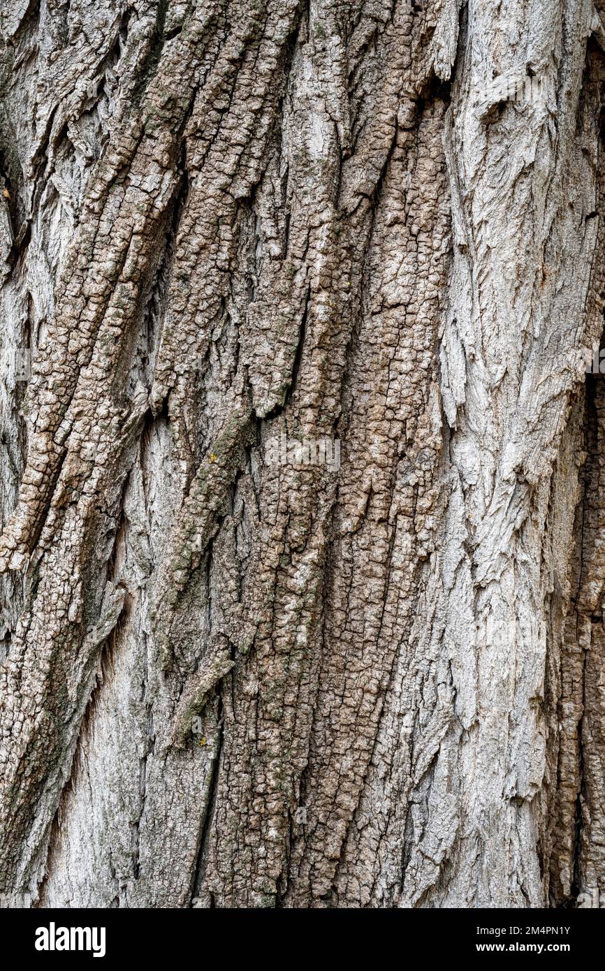 Bark of a poplar (Populus), Baden-Wuerttemberg, Germany Stock Photo - Alamy