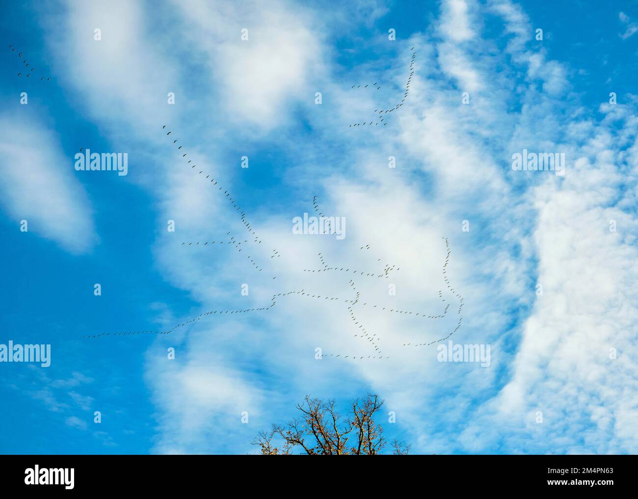 Common crane (Grus grus), flight formation, Saxony-Anhalt, Germany ...