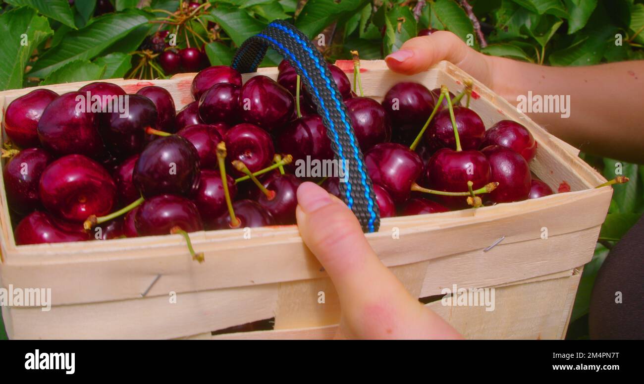 Farmer hand picking cherries fruits hi-res stock photography and images ...