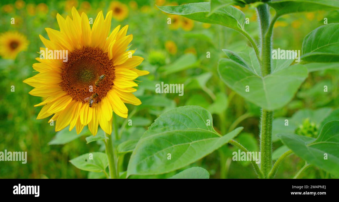 Collection of honey by bees. Bee foraging on a sunflower during summer ...