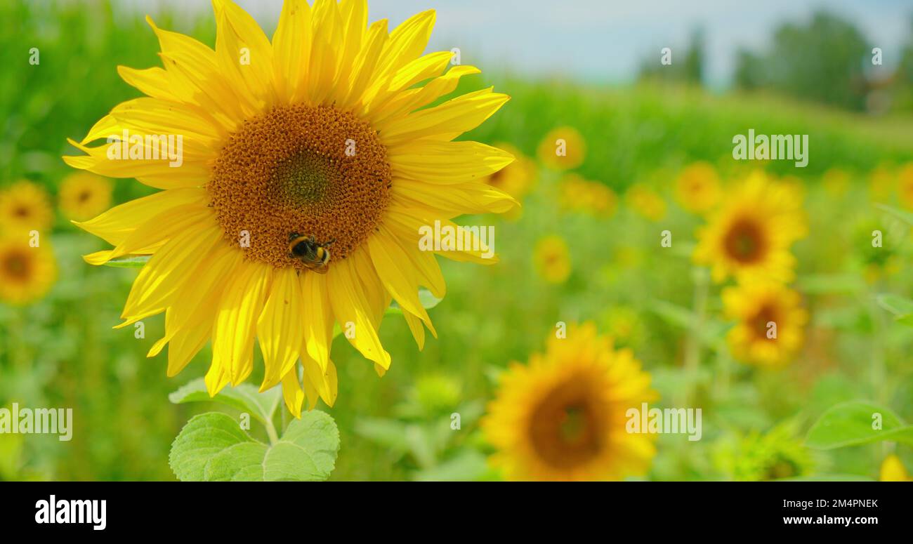 Beautiful nature landscape. Bumblebee polinate sunflower in the field ...