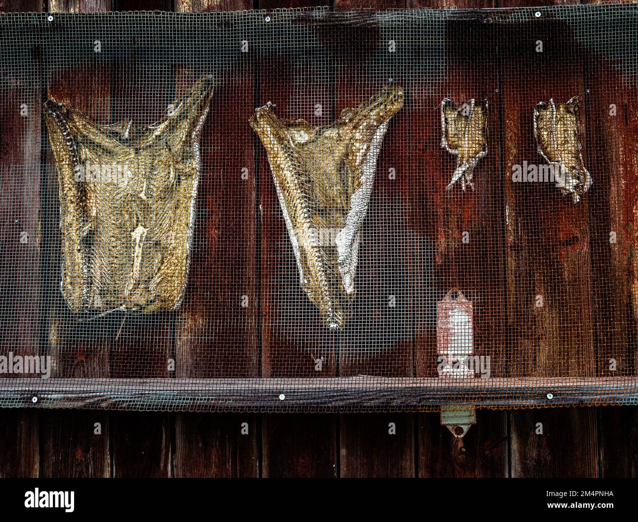 Lutefisk (dried whitefish) is prepared as a seafood dish in several ...