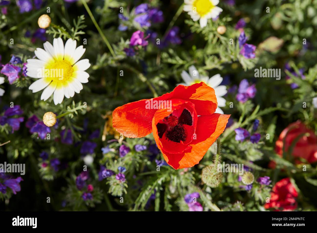 Aptera, spring, spring meadows, macro, crown-flower (Glebionis ...