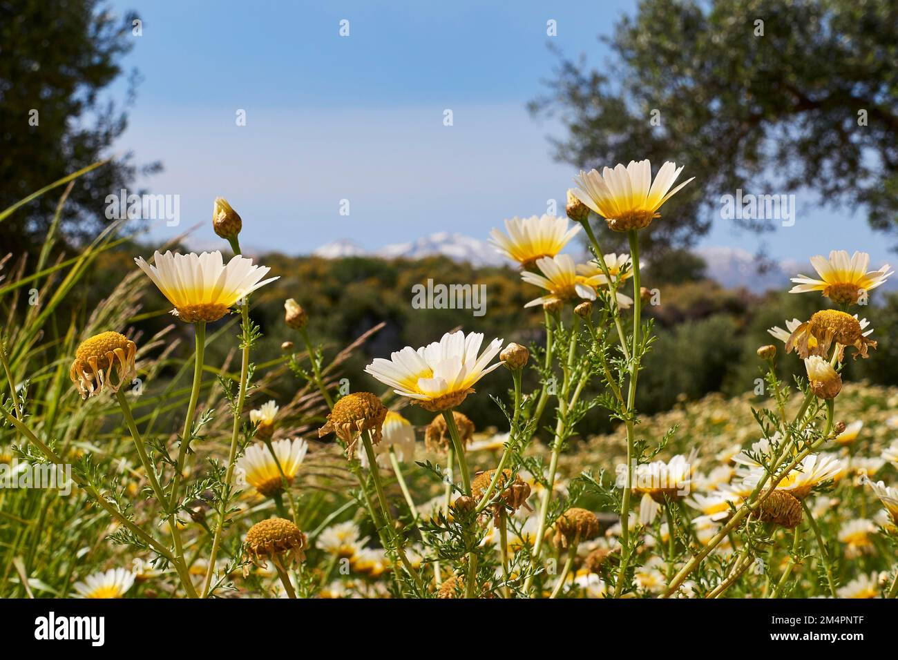 Aptera, spring, spring meadows, crown-flower (Glebionis Coronaria ...
