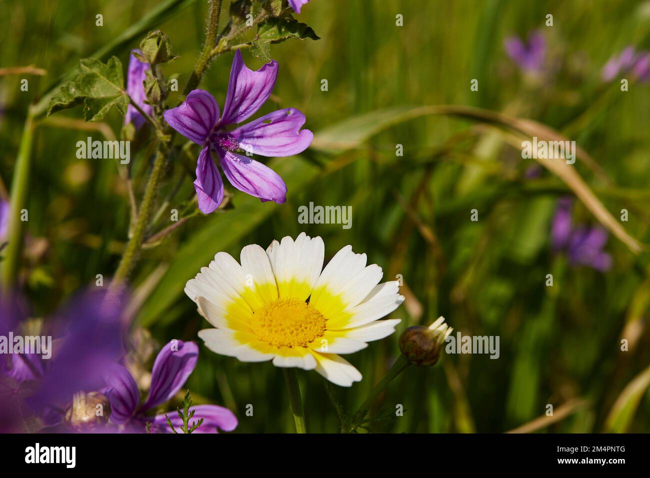 Aptera, spring, spring meadows, macro, common mallow (Malva sylvestris ...