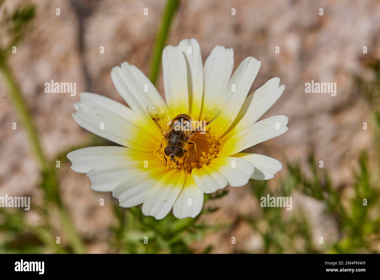 Aptera, spring, spring meadows, macro, bee on flower, crown useweed ...