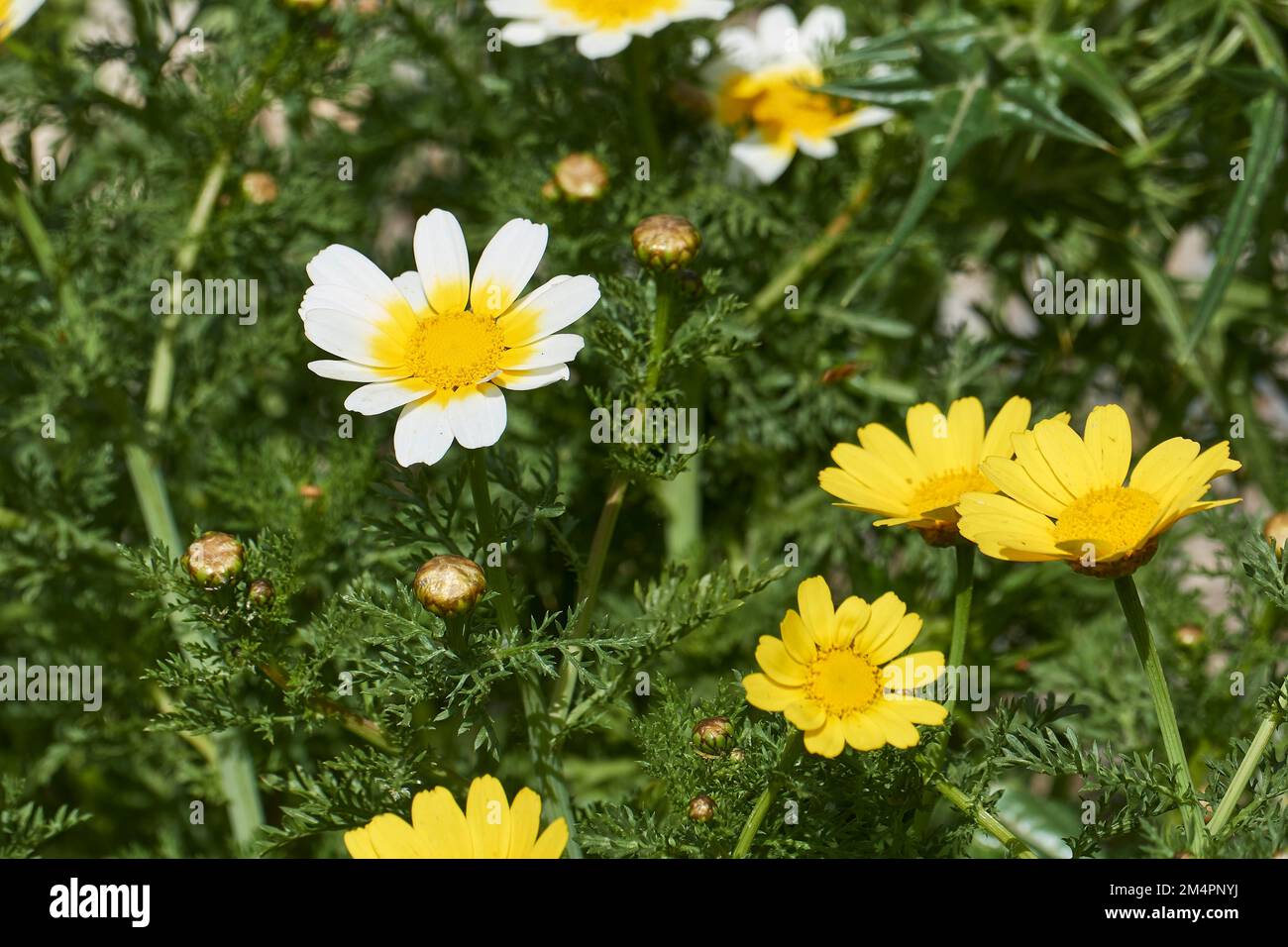 Aptera, macro, spring, spring meadows, crown useweed (Glebionis ...