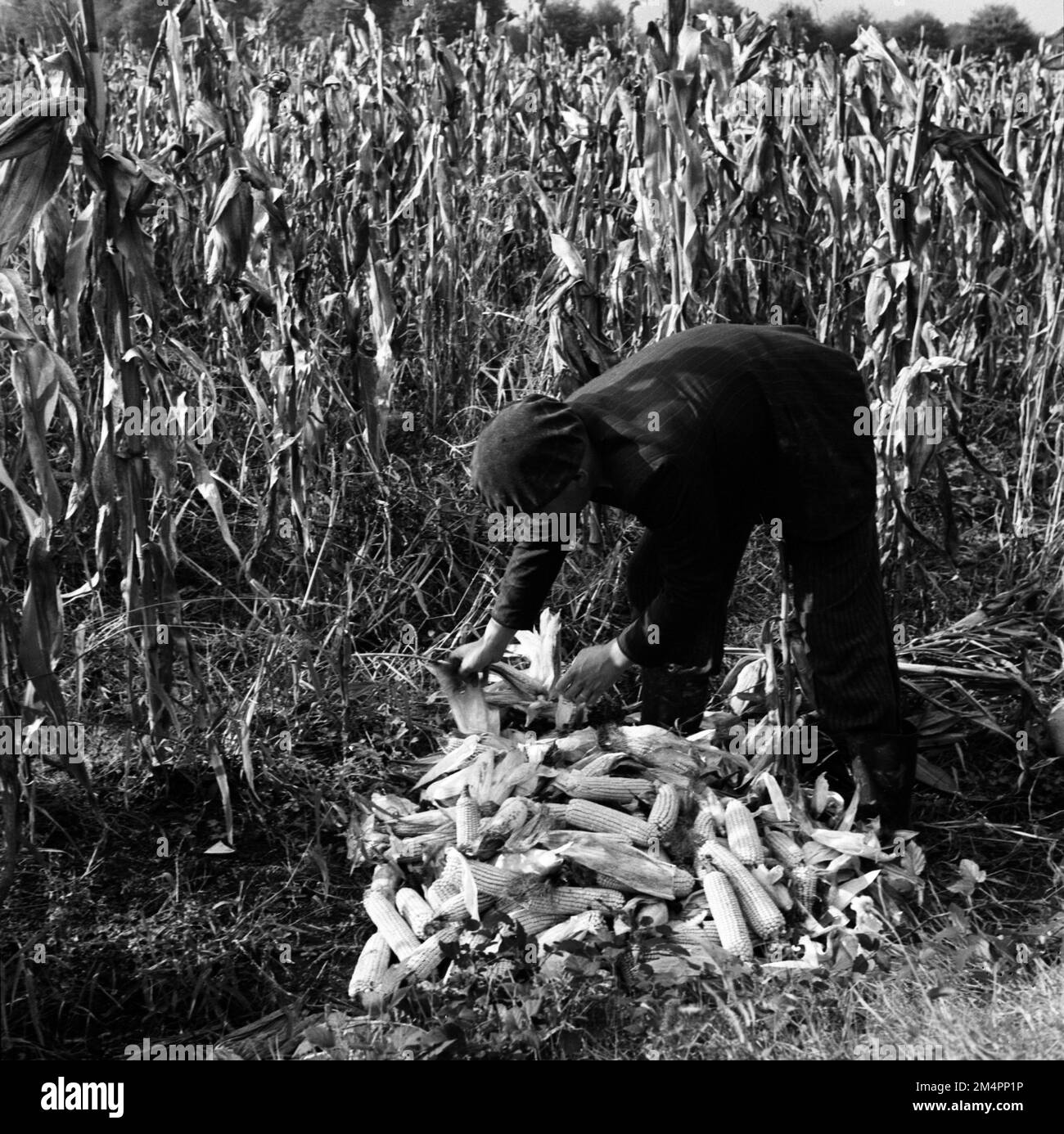 Madeleine Farm near PAU. Photographs of Marshall Plan Programs ...
