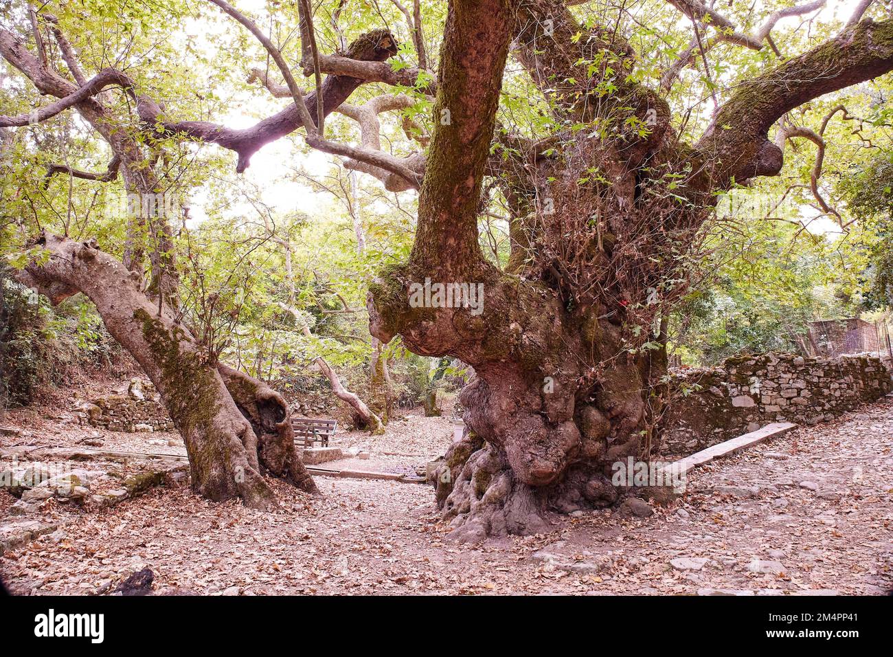 Giant tree, springs, necropolis, ancient tombs, cave tombs ...