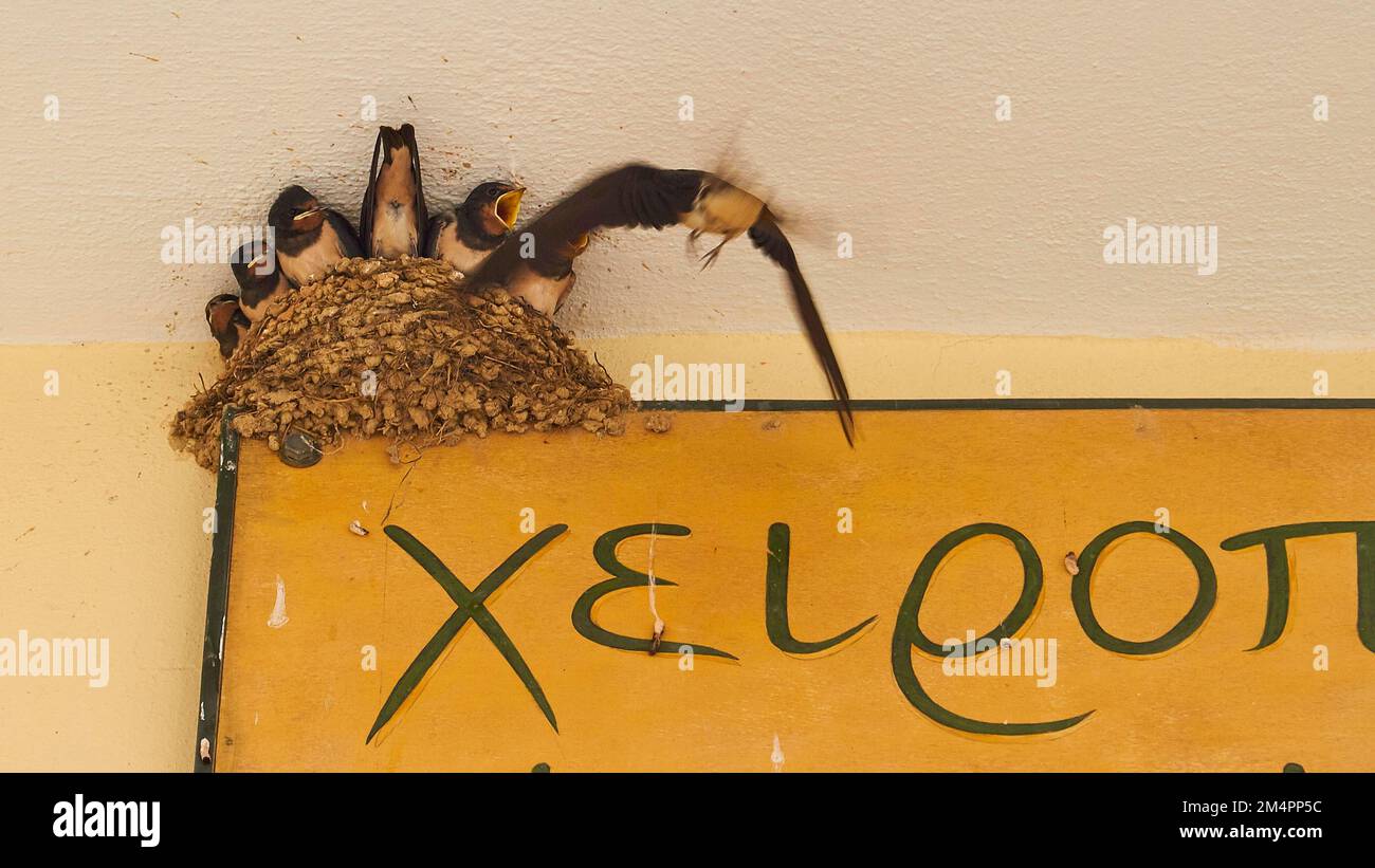 Swallow nest, young swallows in nest, feeding by parents, yellow shop ...