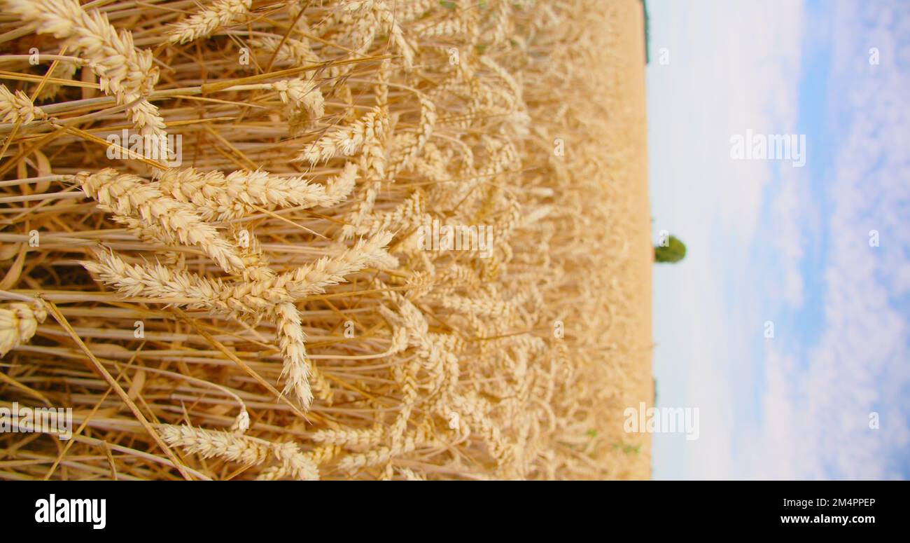 Landscape on sunny weather day with light wind. Close-up. Vertical ...