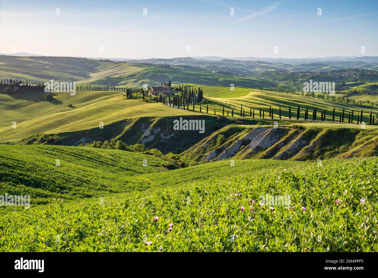 Country estate Agriturismo Baccoleno with cypress (Cupressus) avenue ...