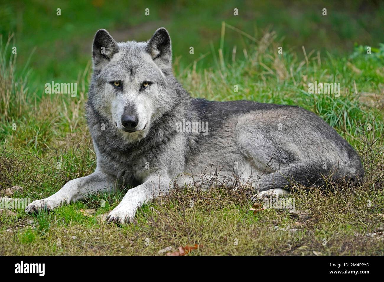 Mackenzie River Wolf