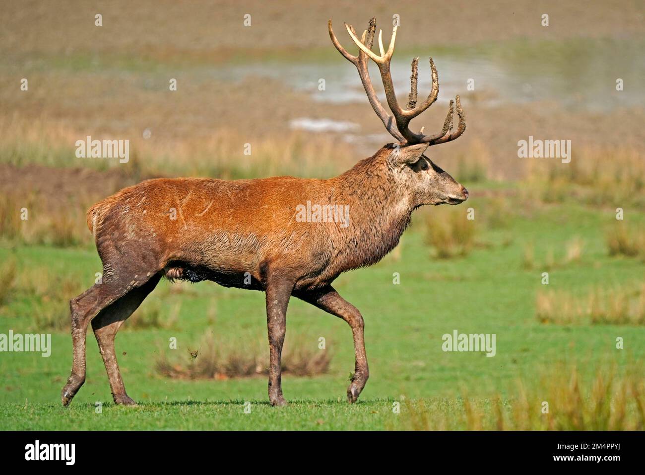 Red deer (Cervus elaphus), stag running during the rut, captive Stock ...