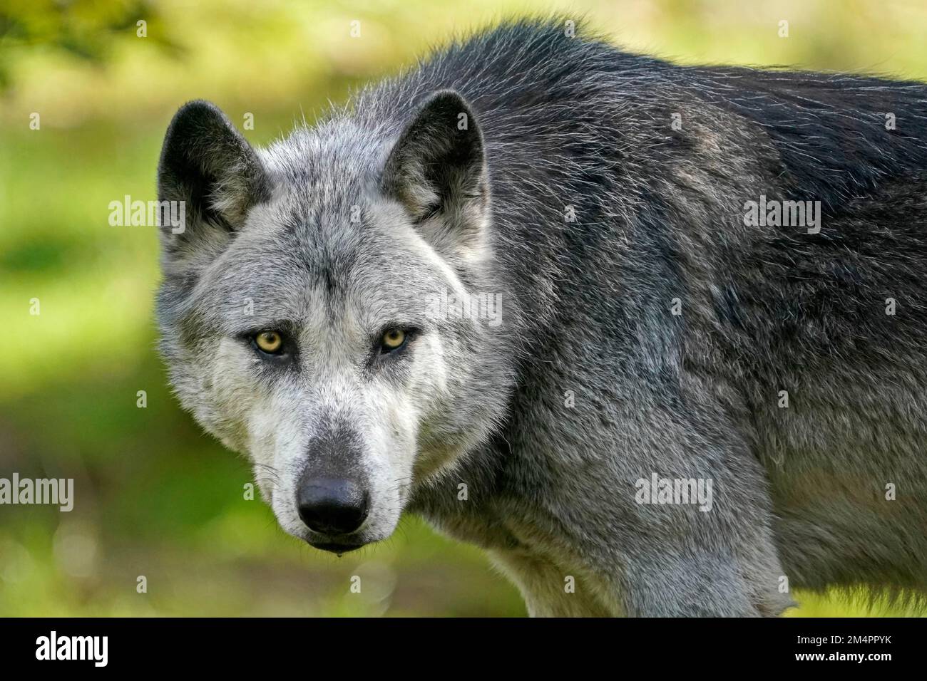Mackenzie valley wolf (Canis lupus occidentalis), American wolf, animal ...