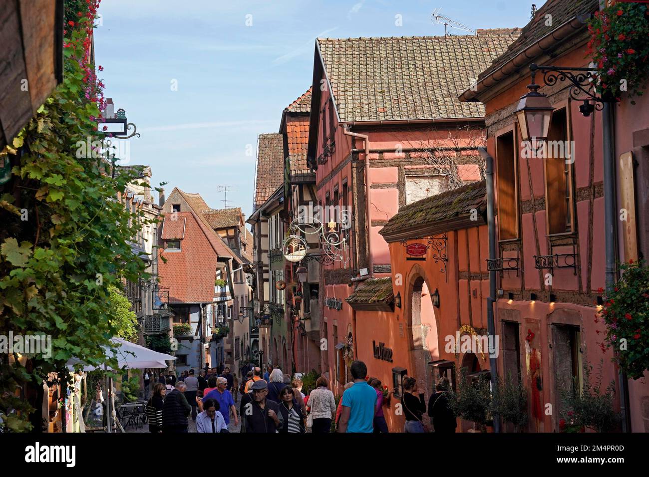 Colourful half-timbered houses in the historic old town of Riquewihr ...