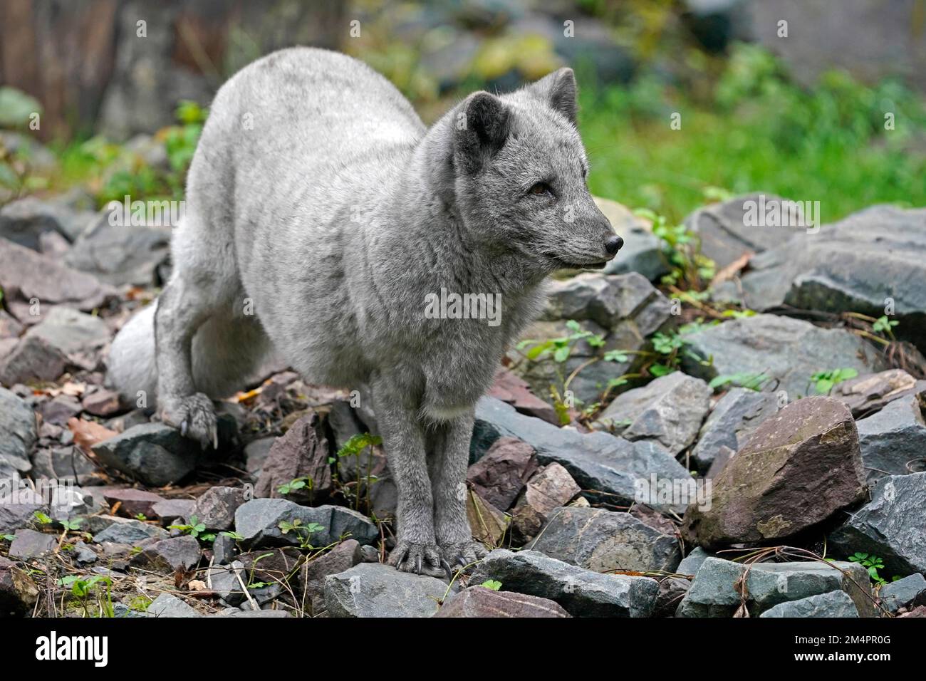 Ice fox, Arctic fox (Alopex lagopus), animal portraits, captive Stock ... Ice fox, Arctic fox (Alopex lagopus), animal portraits, captive Stock ...