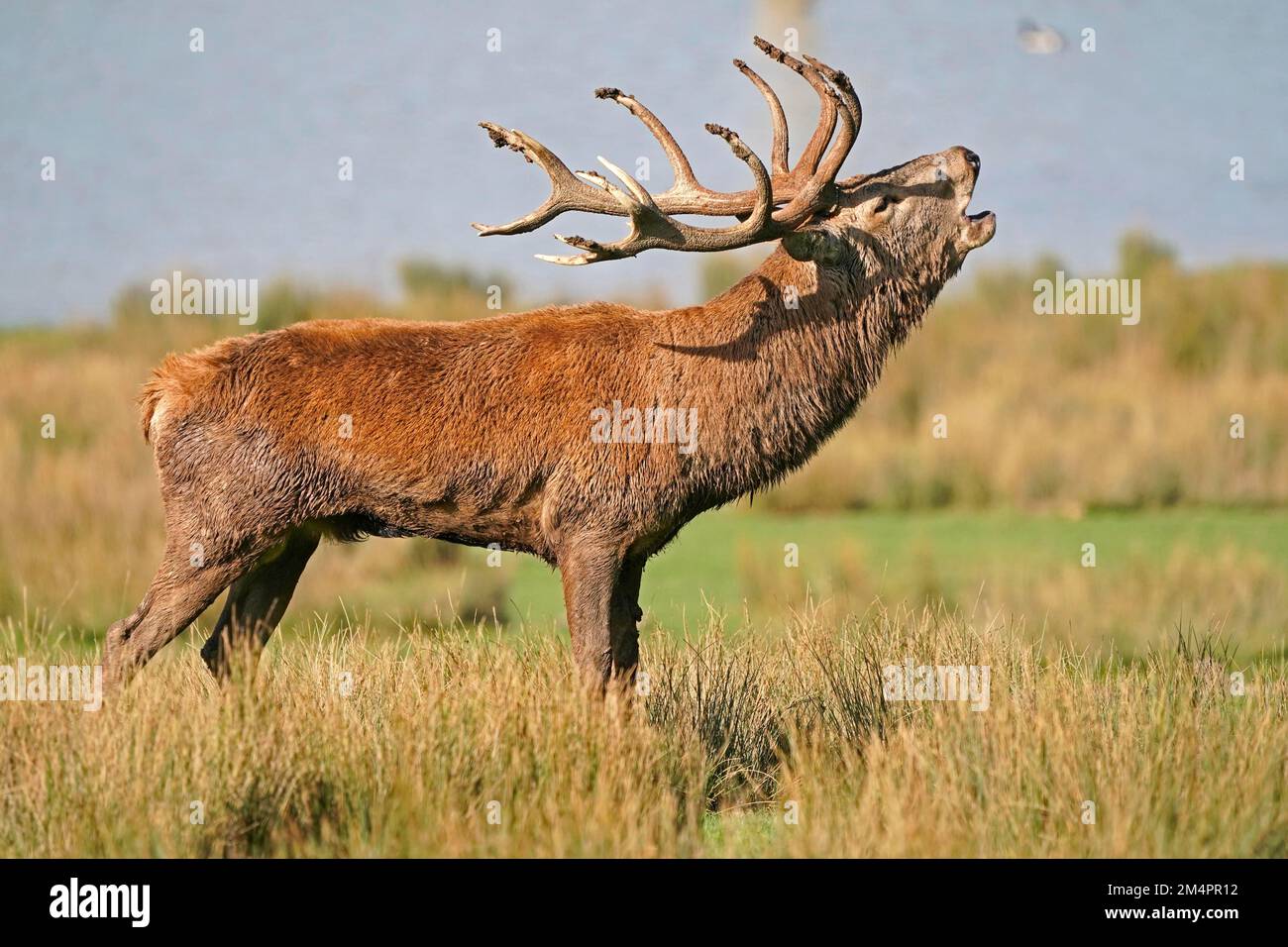 Sound stag hi-res stock photography and images - Alamy