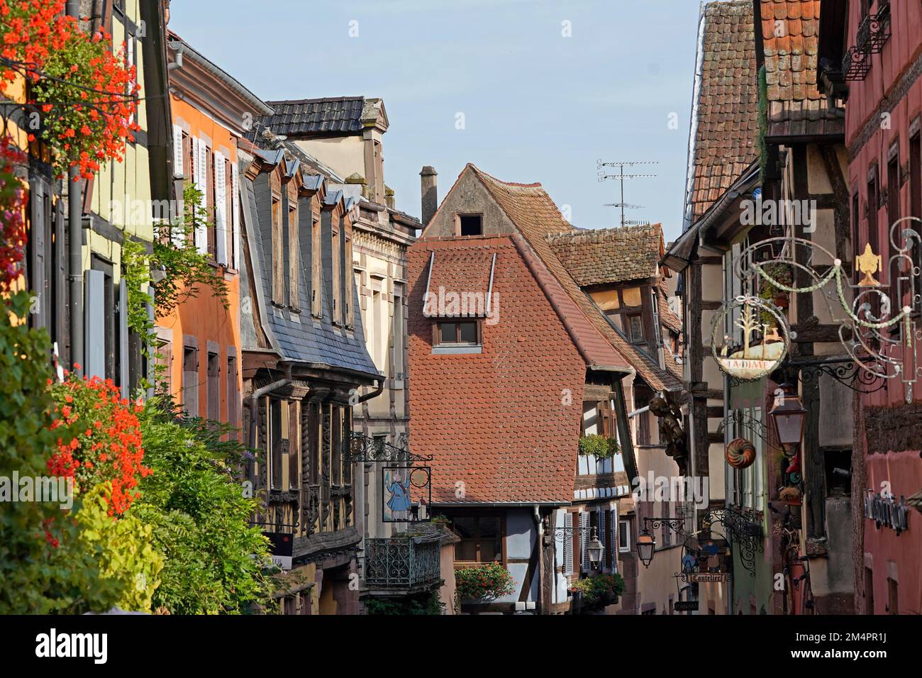 Colourful half-timbered houses in the historic old town of Riquewihr ...