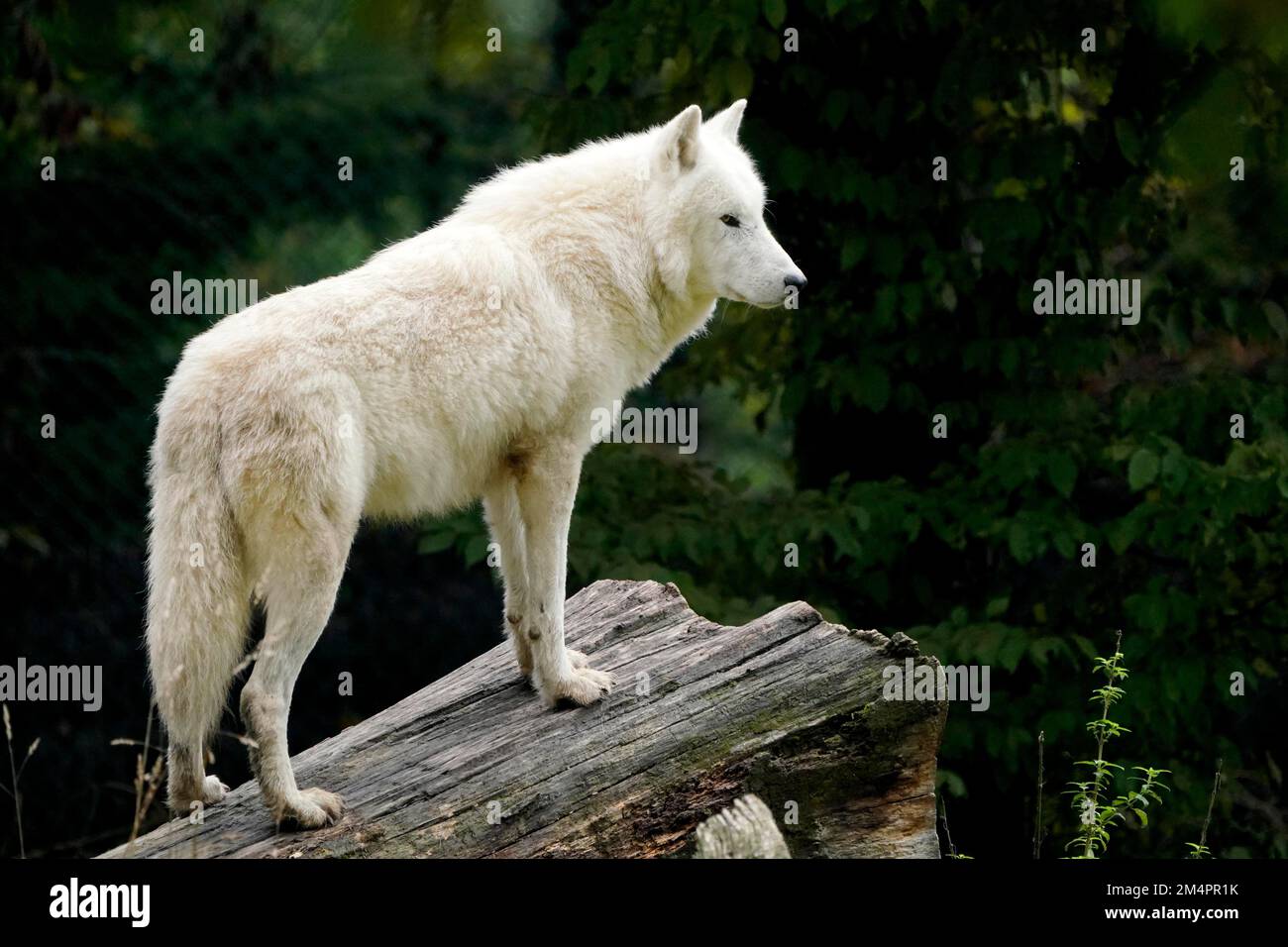 Wolf stand hi-res stock photography and images - Alamy