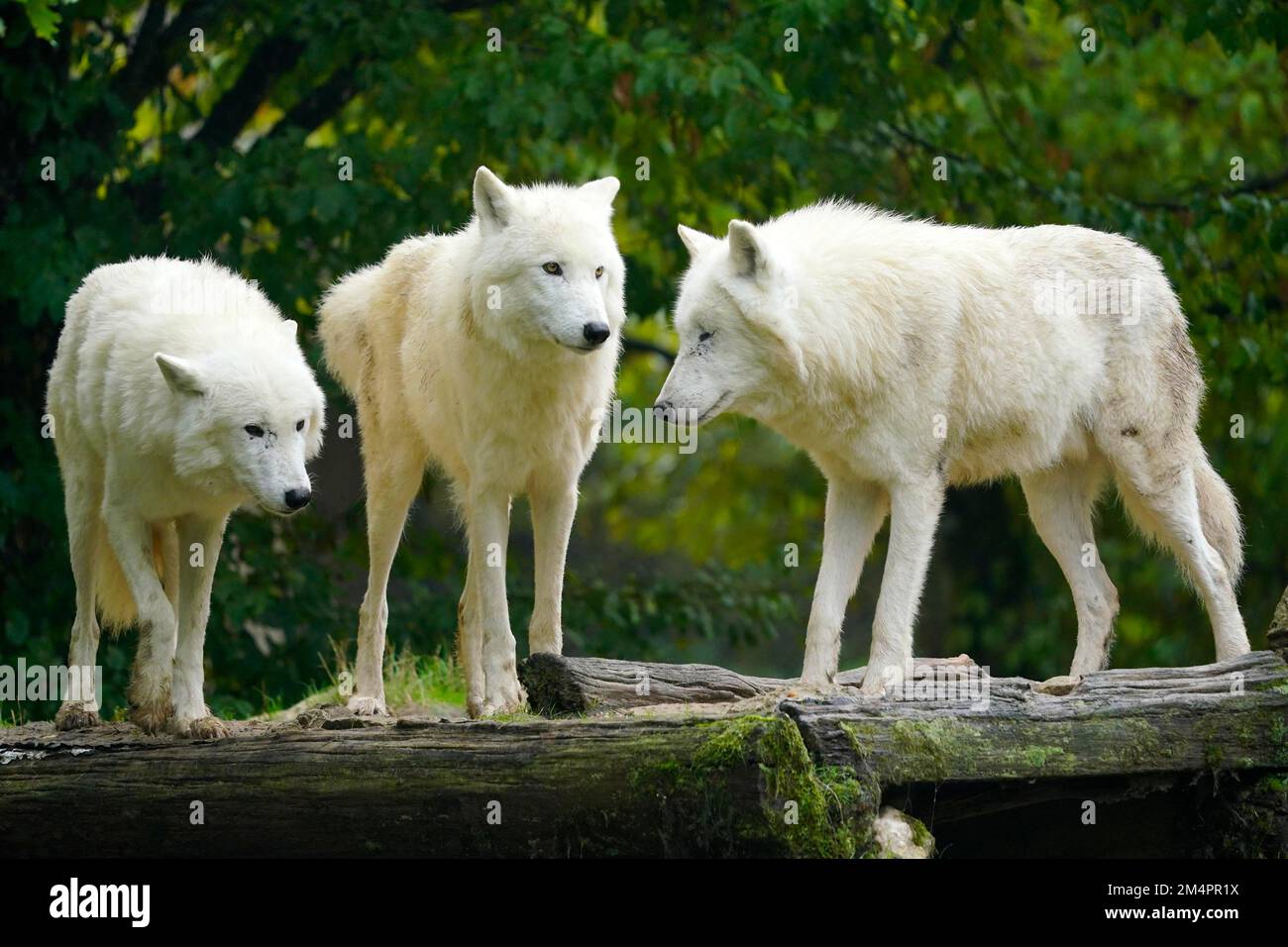 Arctic wolf (Canis lupus arctos), pack behaviour, captive Stock Photo ...