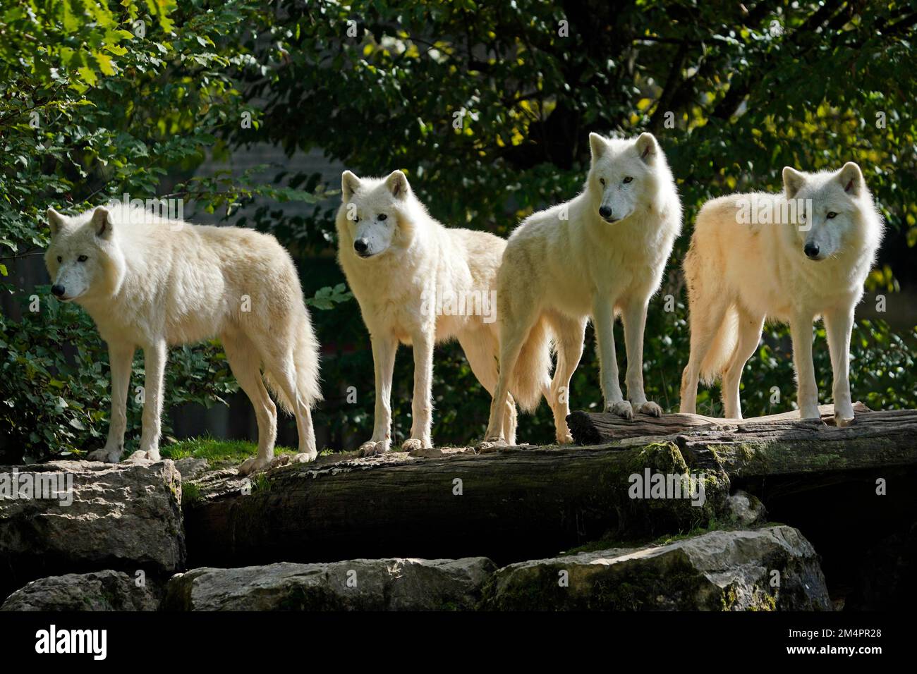 Arctic wolf (Canis lupus arctos), pack behaviour, captive Stock Photo ...