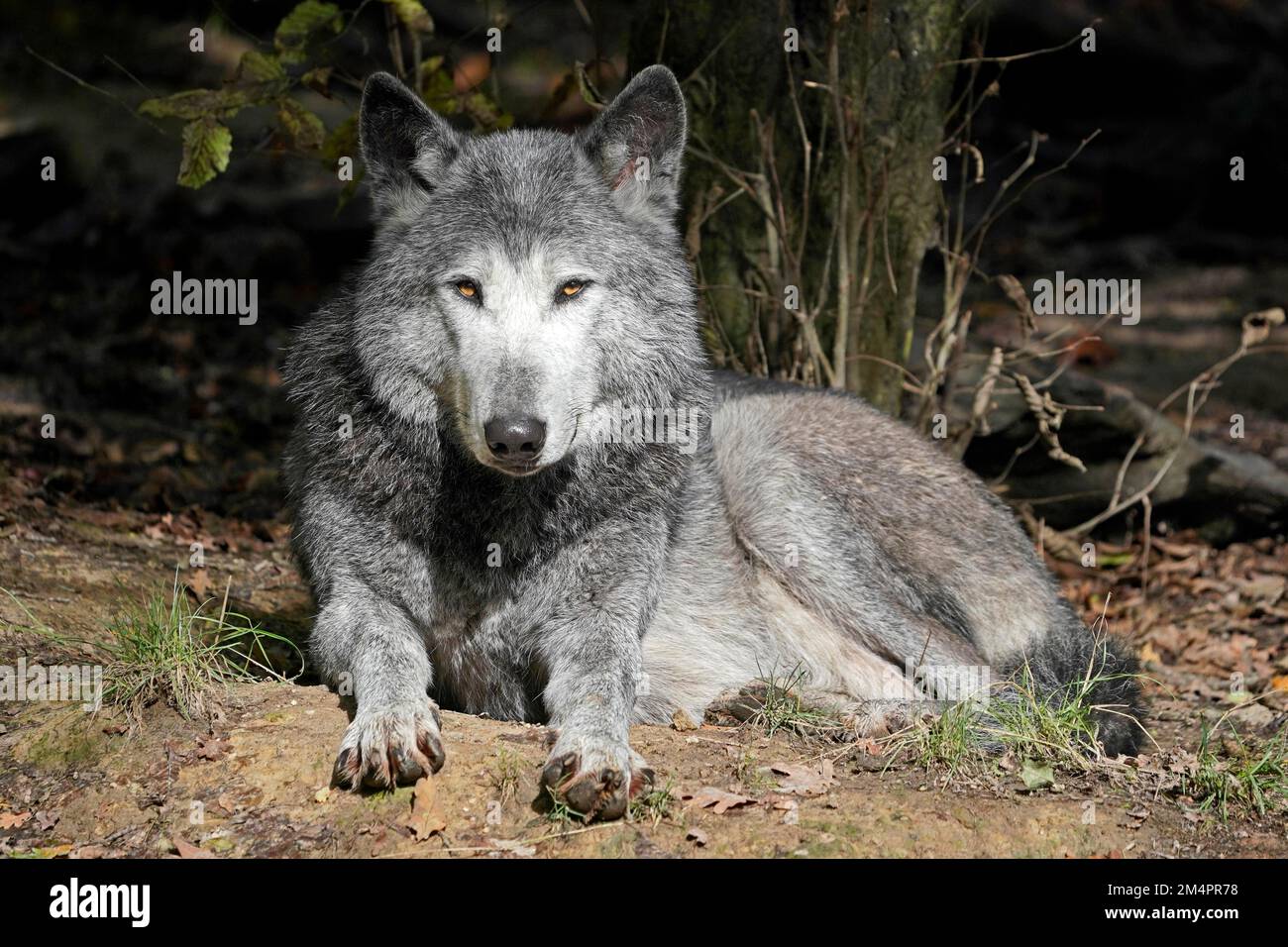 Mackenzie valley wolf (Canis lupus occidentalis), American wolf, lying in a meadow, captive ...
