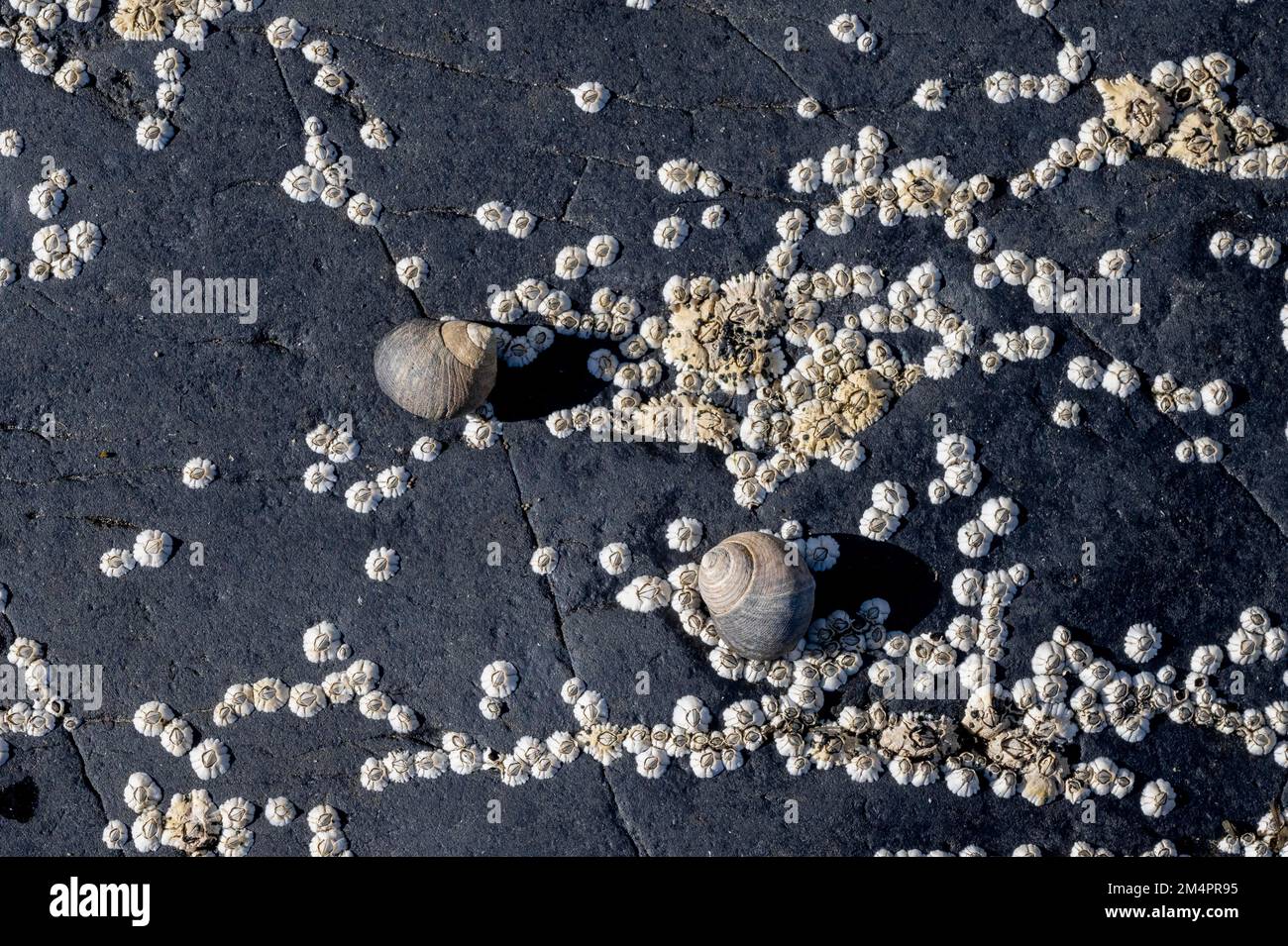 Mussels and snails at low tide, Isle of Skye, Inner Hebrides, Scotland ...