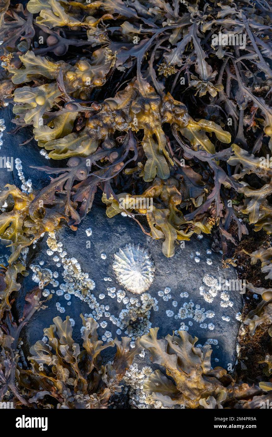 Mussels and snails at low tide, Isle of Skye, Inner Hebrides, Scotland ...
