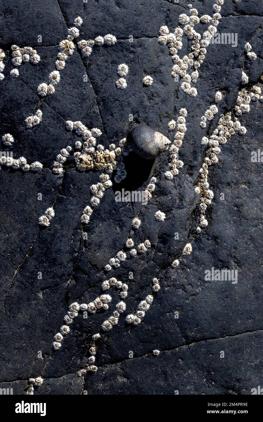 Mussels and snails at low tide, Isle of Skye, Inner Hebrides, Scotland ...