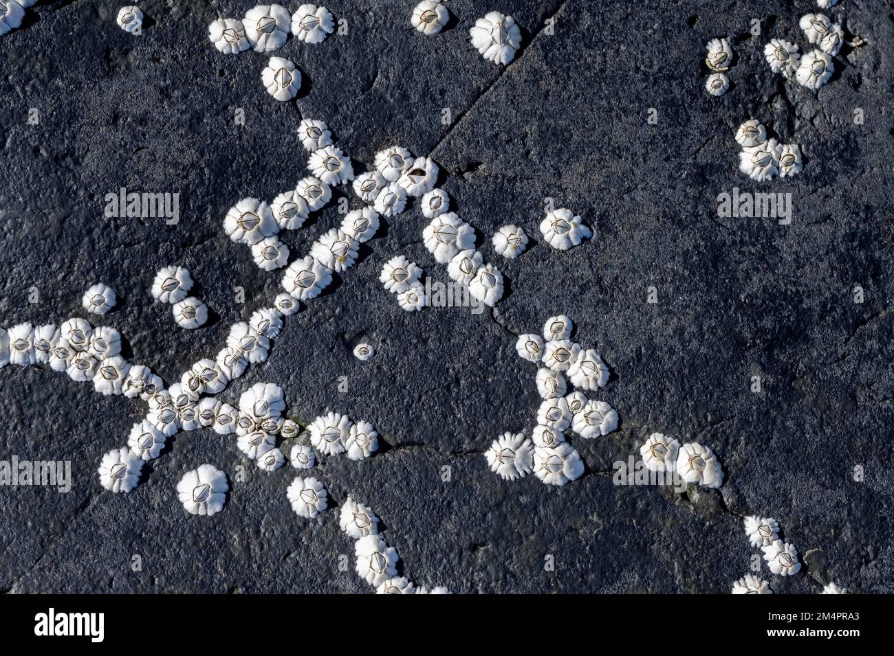 Mussels and snails at low tide, Isle of Skye, Inner Hebrides, Scotland ...