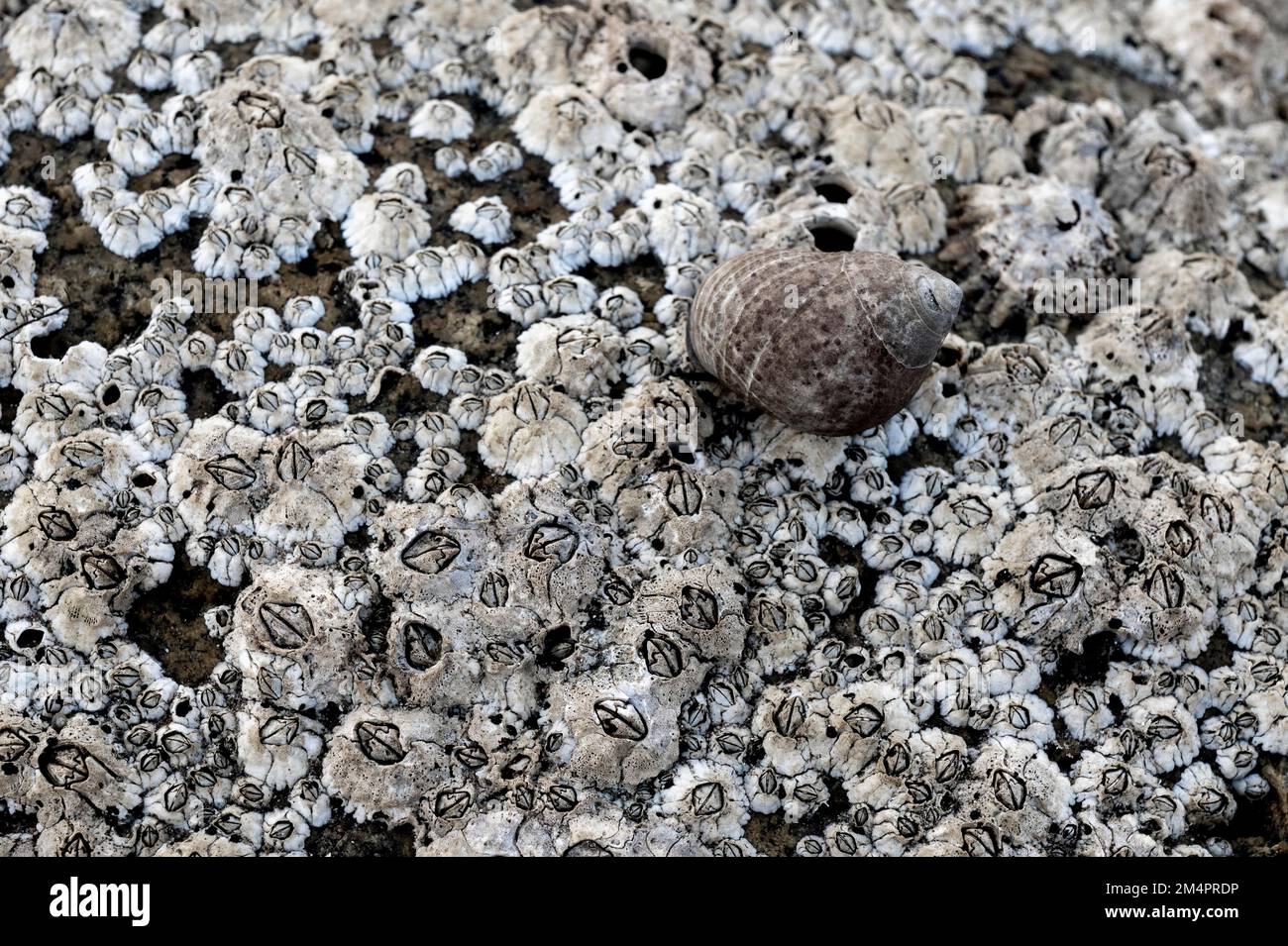 Mussels and snails at low tide, Isle of Skye, Inner Hebrides, Scotland ...