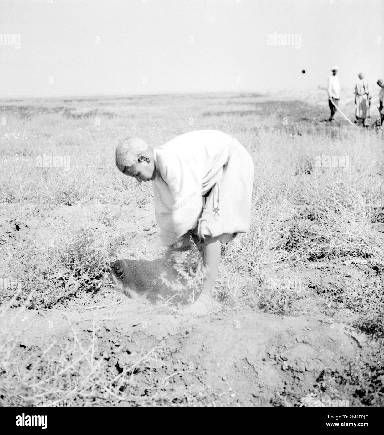 Moroccan Farming. Photographs of Marshall Plan Programs, Exhibits, and ...