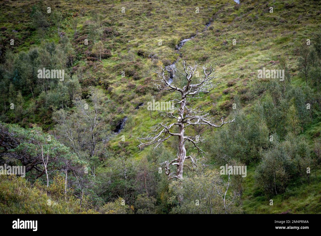 Dead tree in landscape, Glen Coe, Scotland, Great Britain Stock Photo ...