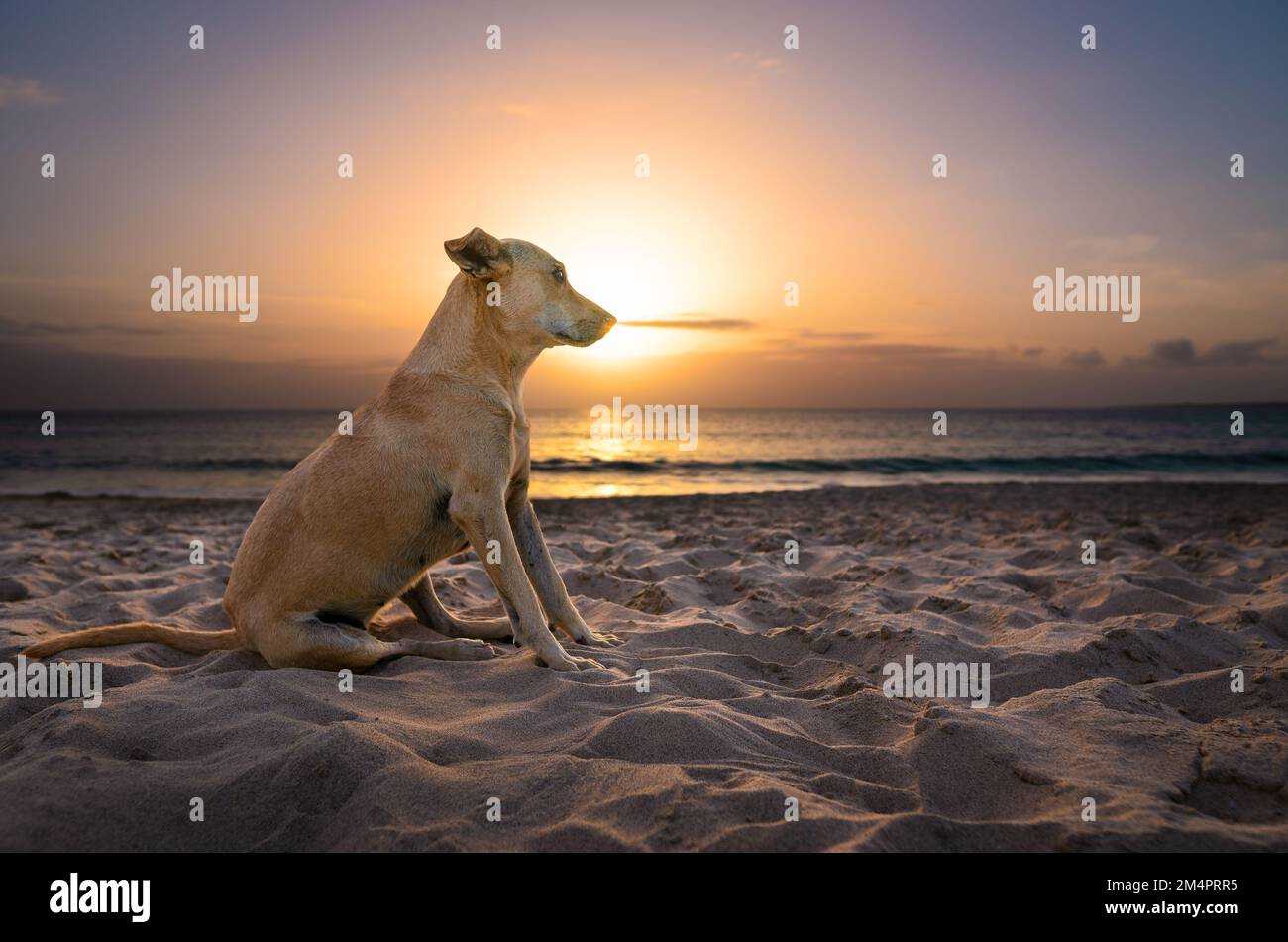 Golden happy dog at beach sunset hi-res stock photography and images ...